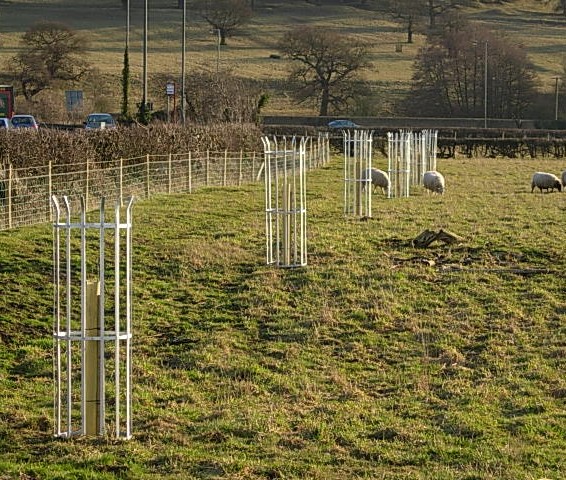 Tree & Shrub Protection from Toms Tree Ties