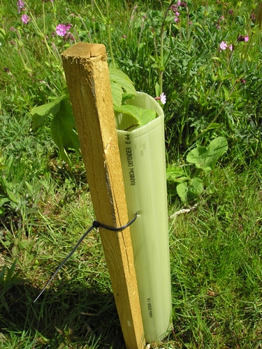 Tree & Shrub Protection from Toms Tree Ties