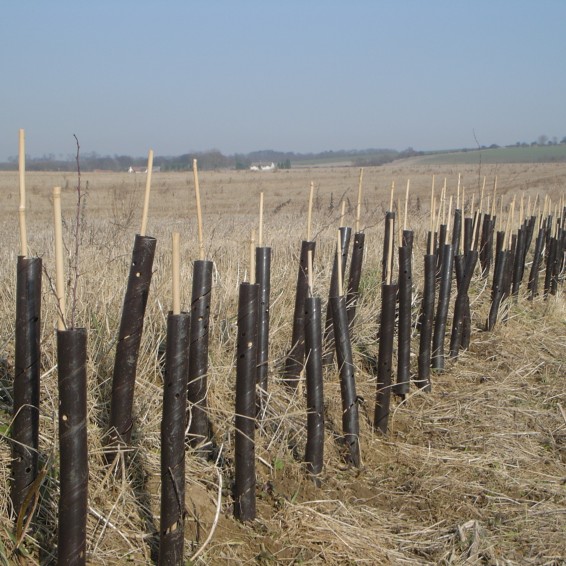 Tree & Shrub Protection from Toms Tree Ties